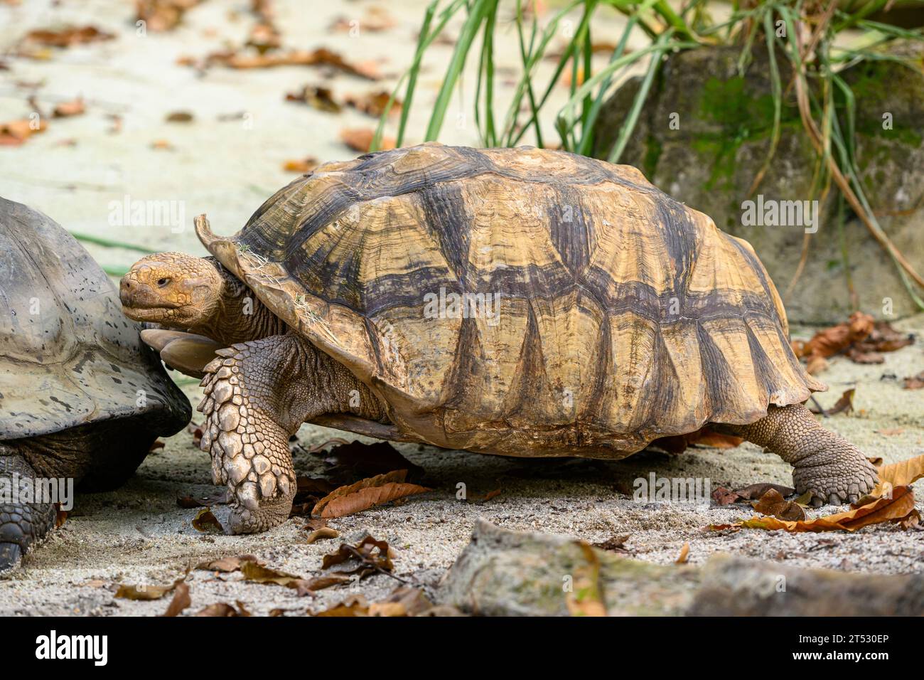 A Giant Tortoise Singapore Zoo Stock Photo - Alamy