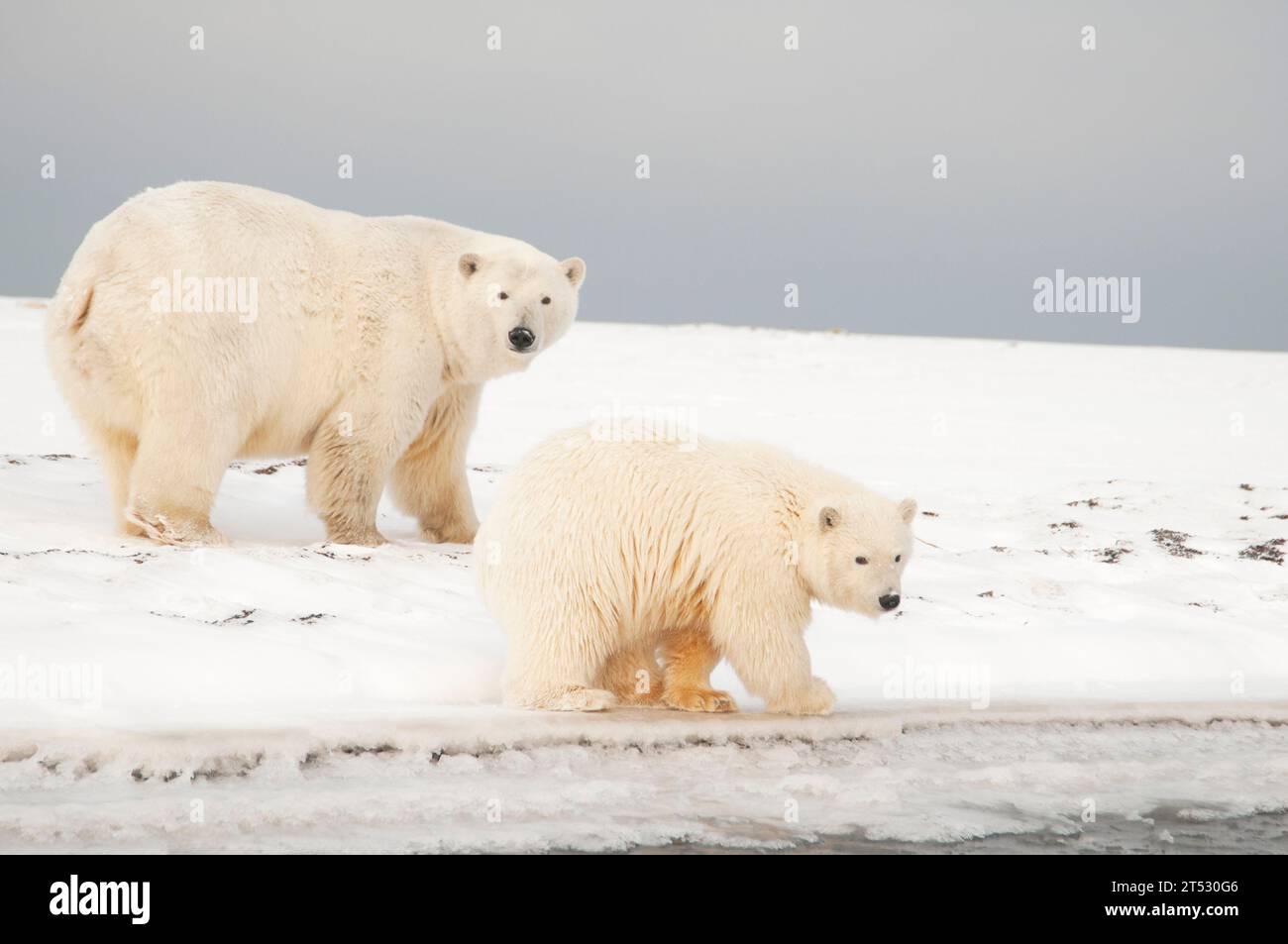 polar bears, Ursus maritimus, profile of a sow with her spring cub on ...