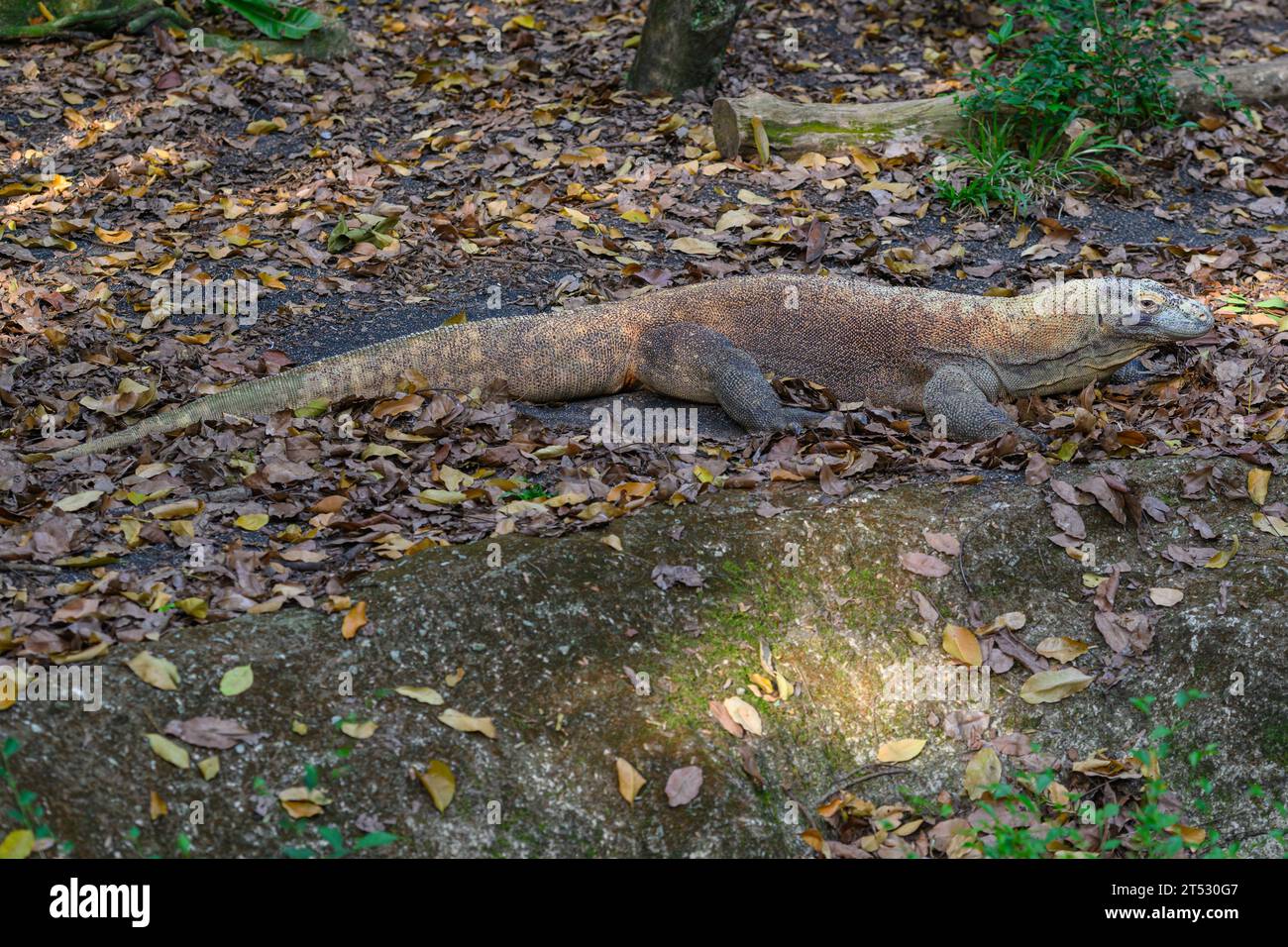 A Comodo Dragon Singapore Zoo Stock Photo - Alamy