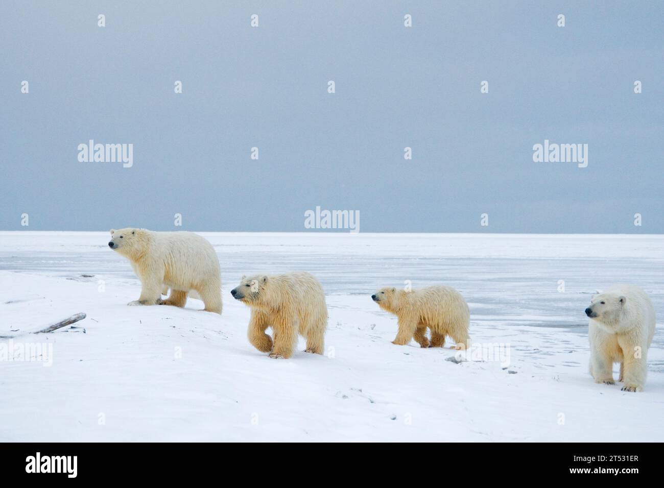 polar bears Ursus maritimus pair of sows with cubs along the coast ...