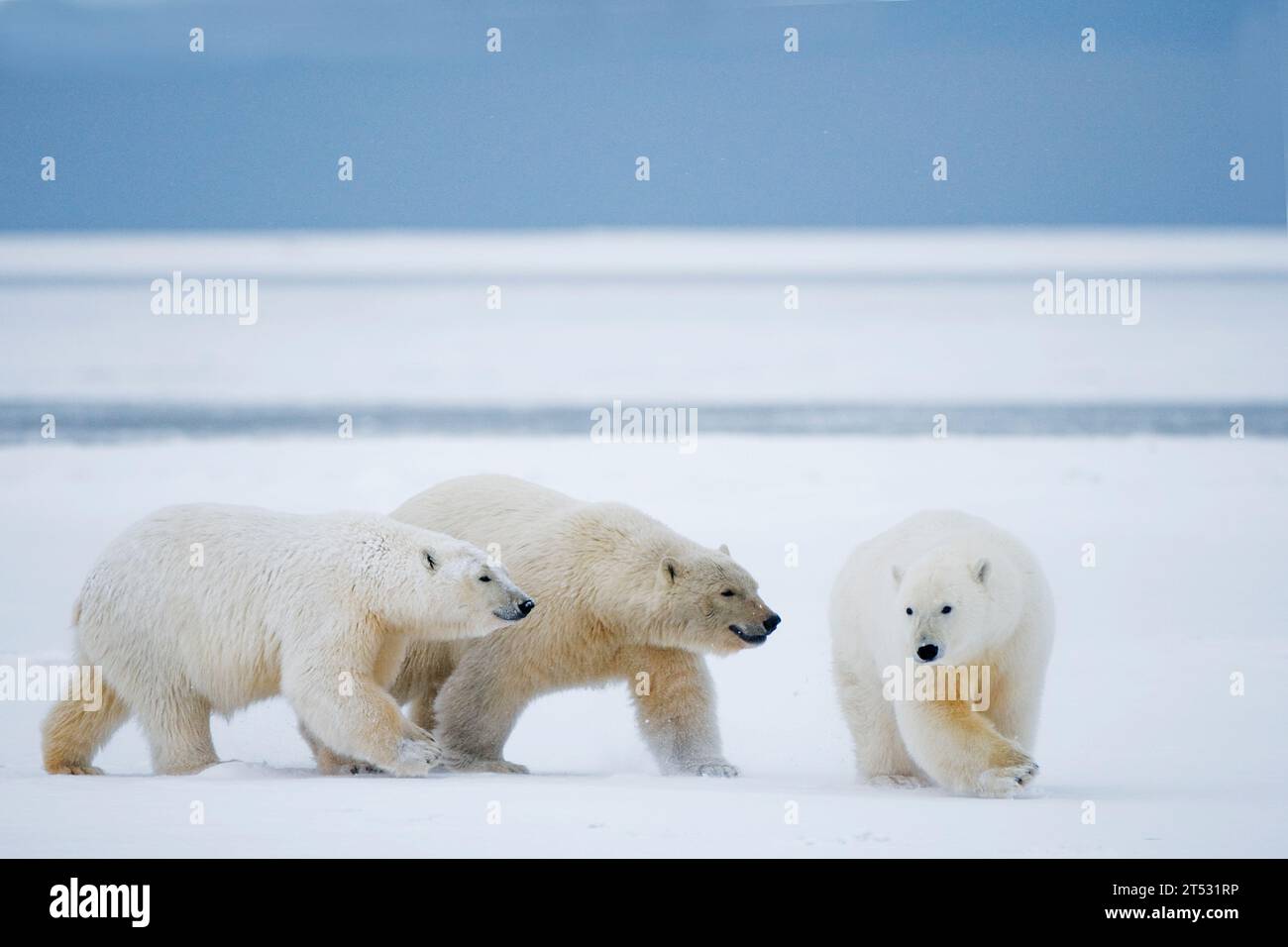 polar bears Ursus maritimus pair of cubs run and play with one another ...
