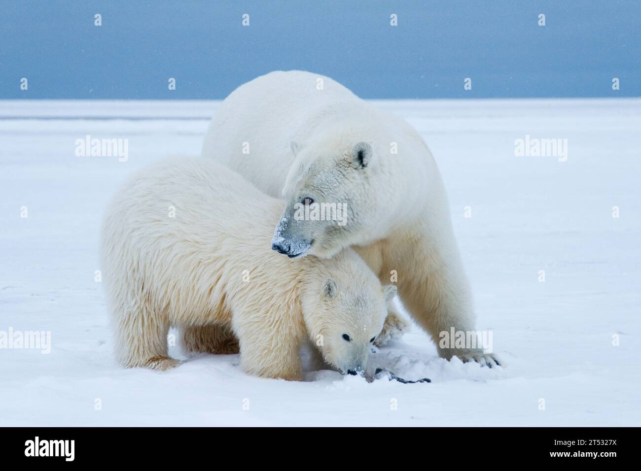 polar bears Ursus maritimus profile of a sow with her spring cub on ...