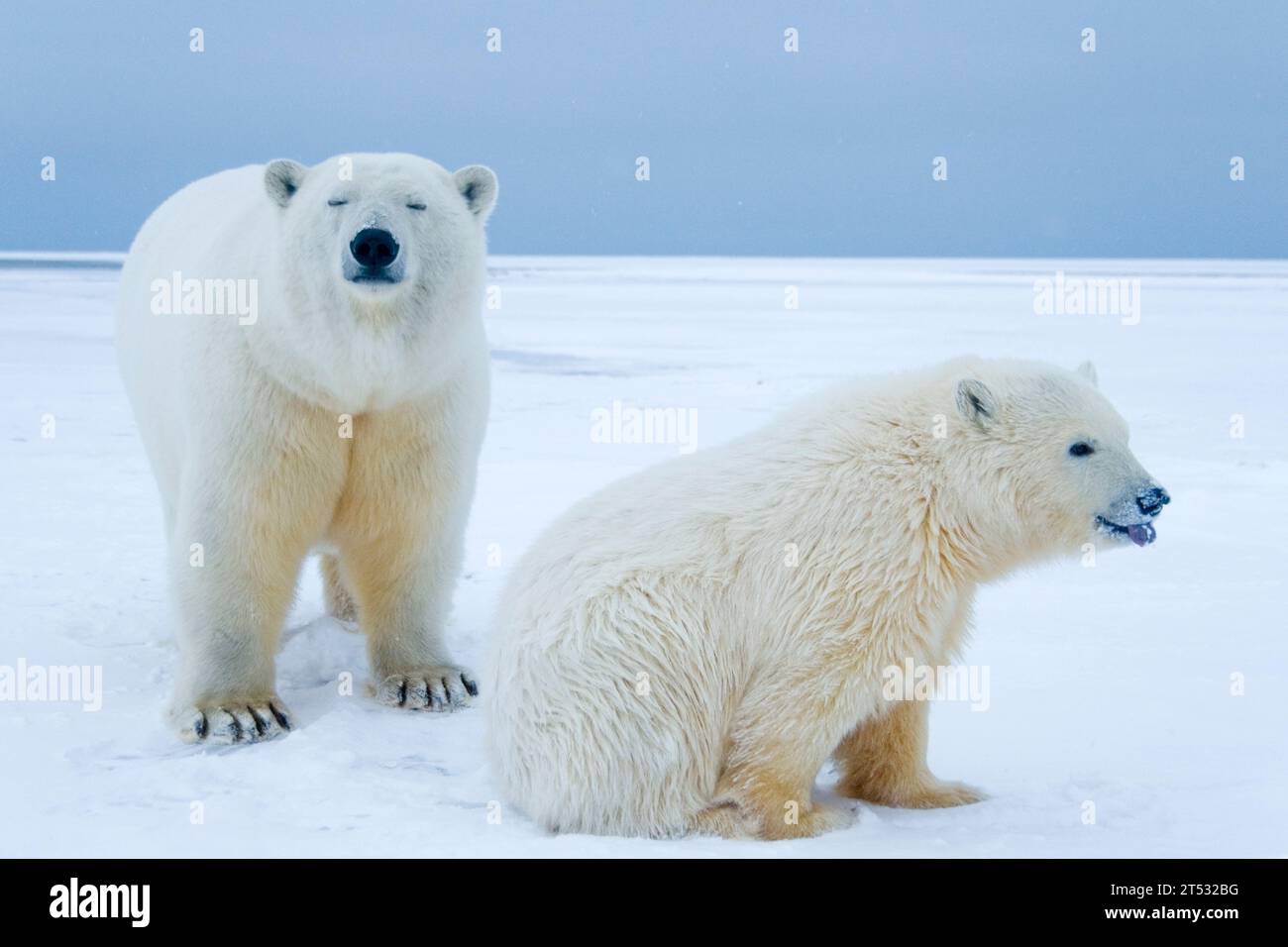 polar bears Ursus maritimus fish eye view of a sow with her spring cub ...