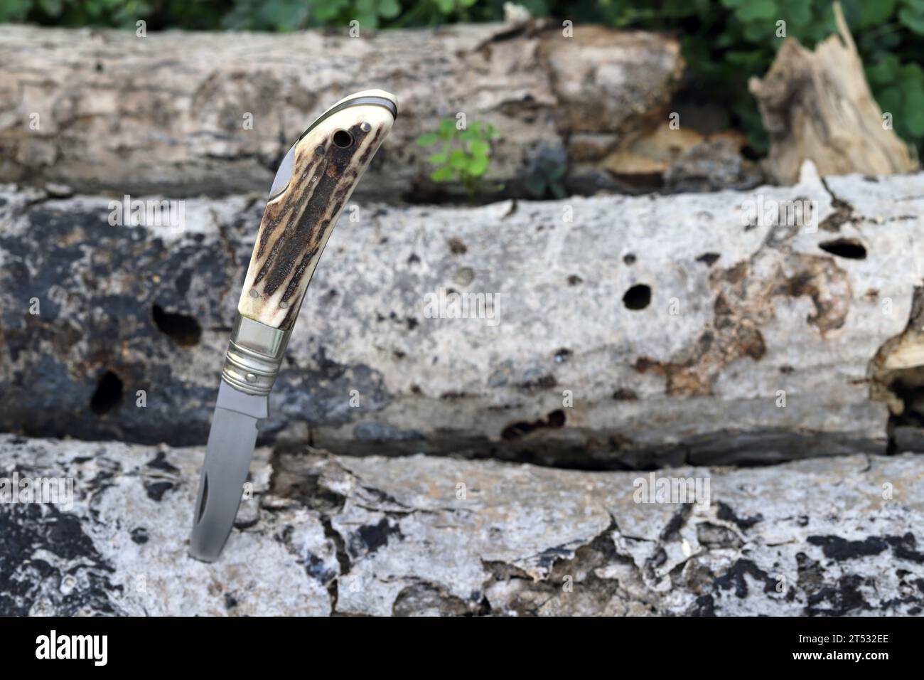 Close up photo of small folding knife on a fallen tree in the woods ...