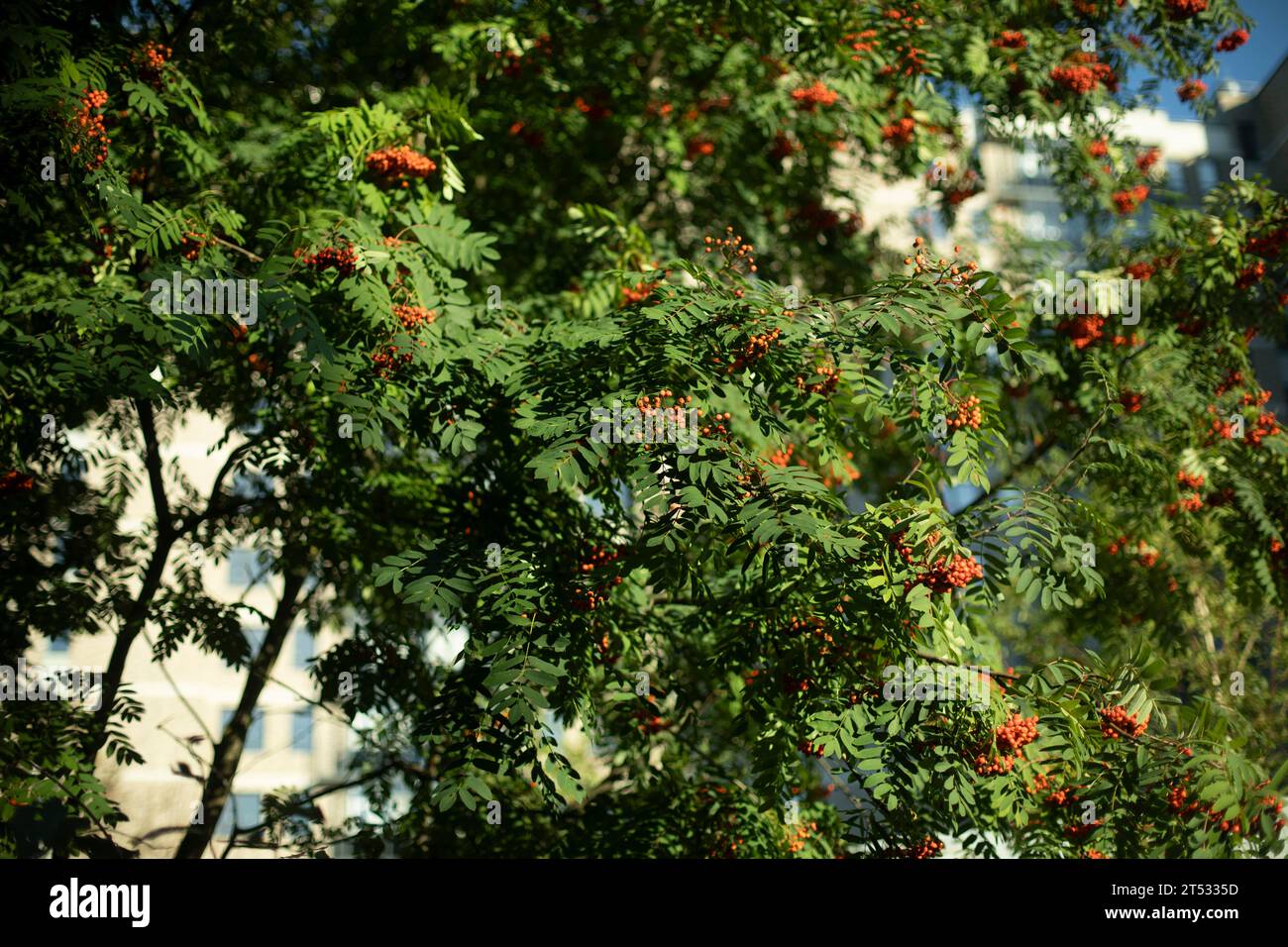 Rowan bush. Red berries. Rowan in the park. Tree in summer Stock Photo ...