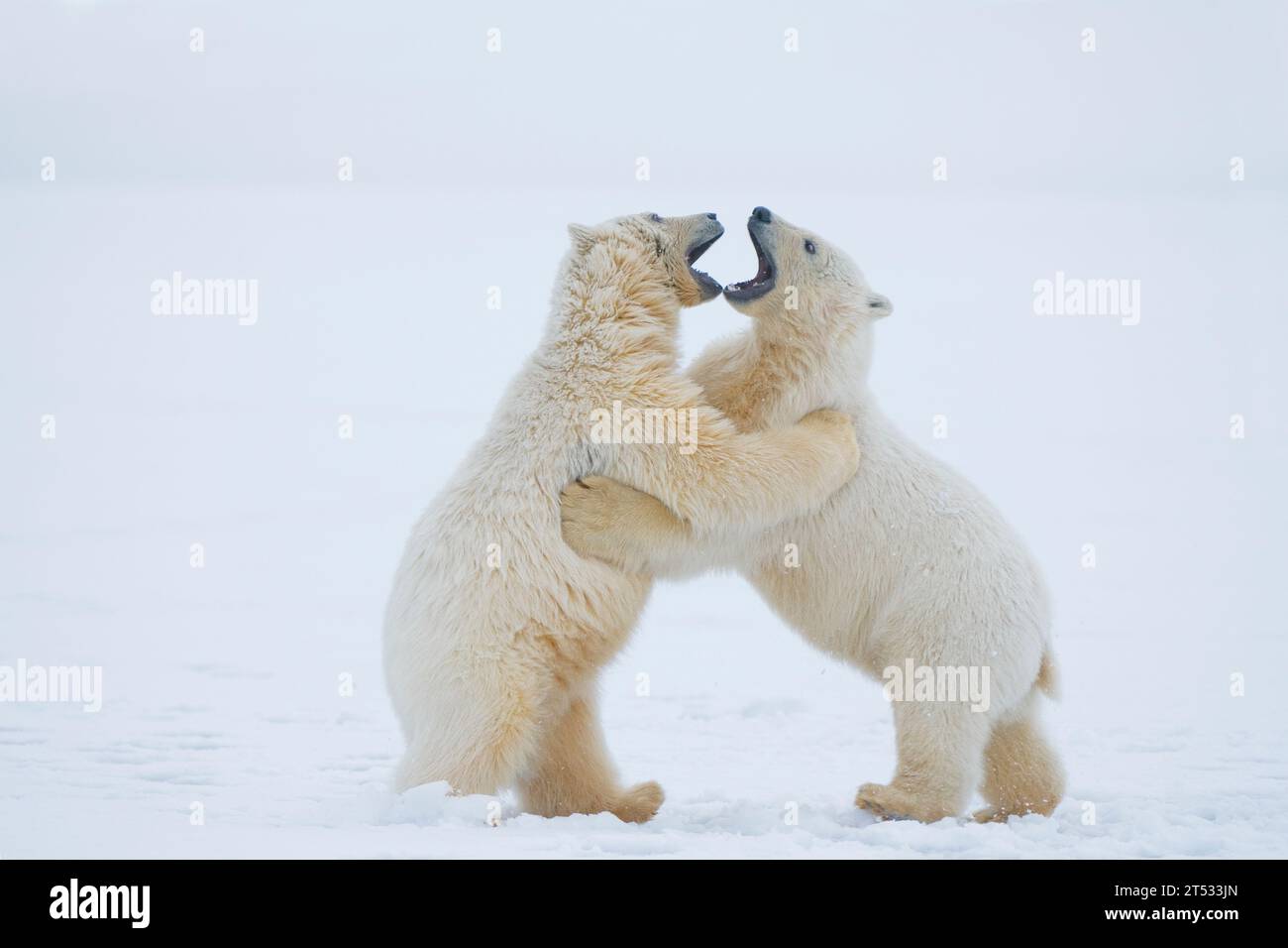 polar bears Ursus maritimus fish eye view of a young bear along Bernard ...