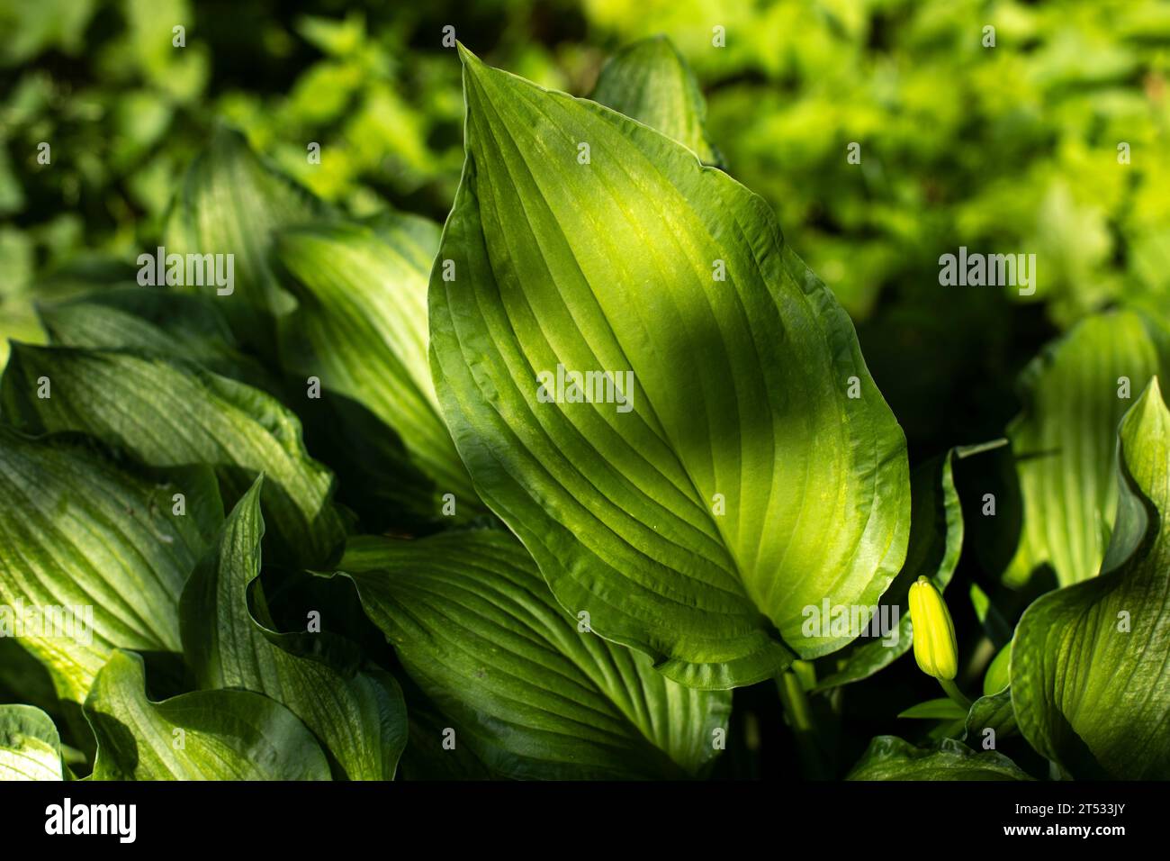 Greenery in summer hi-res stock photography and images - Alamy