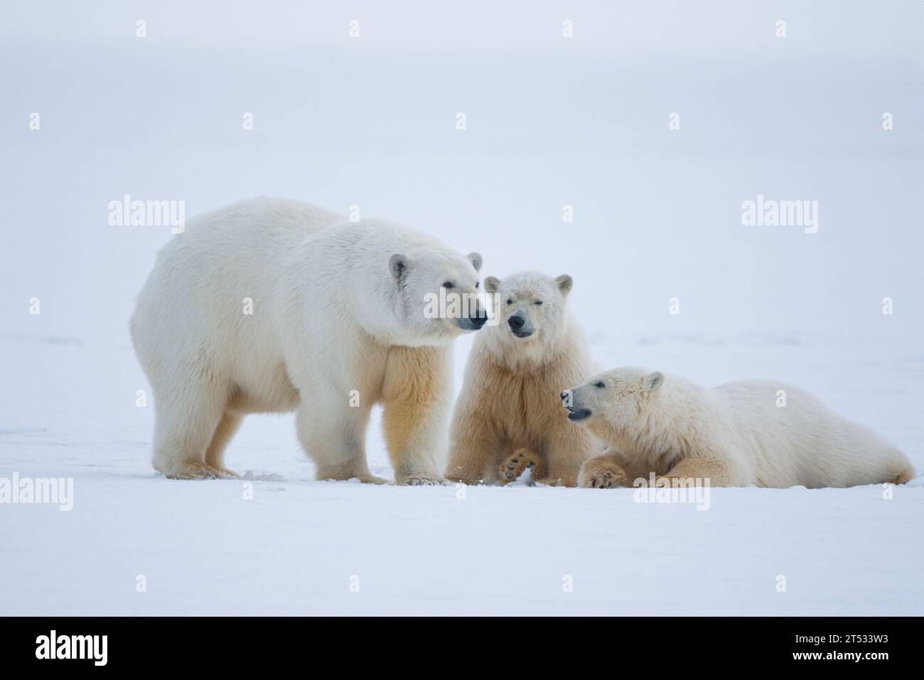 polar bears Ursus maritimus sow with a pair of spring cubs rest on ...