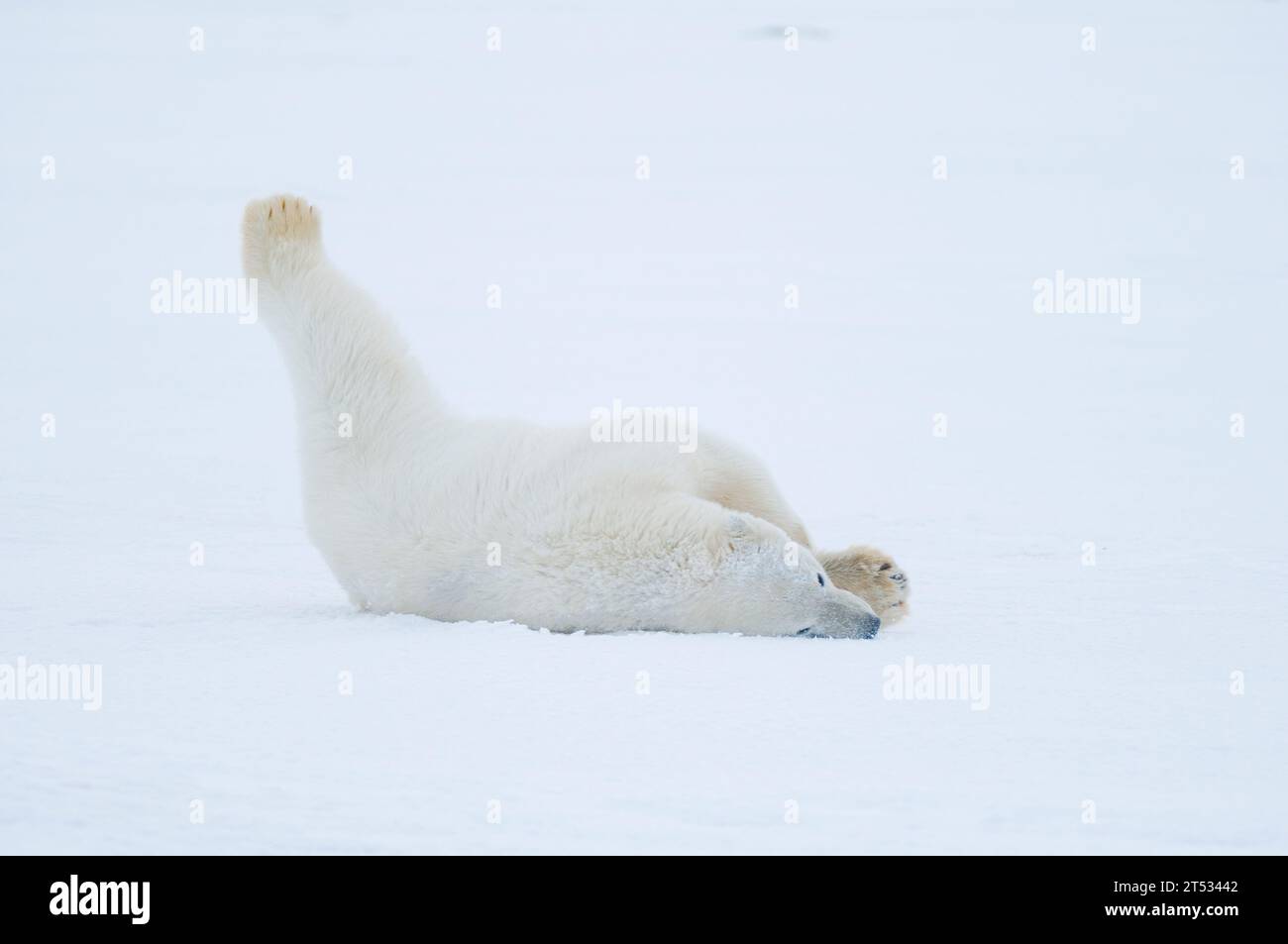 polar bear Ursus maritimus young bear rolls around newly formed pack ...