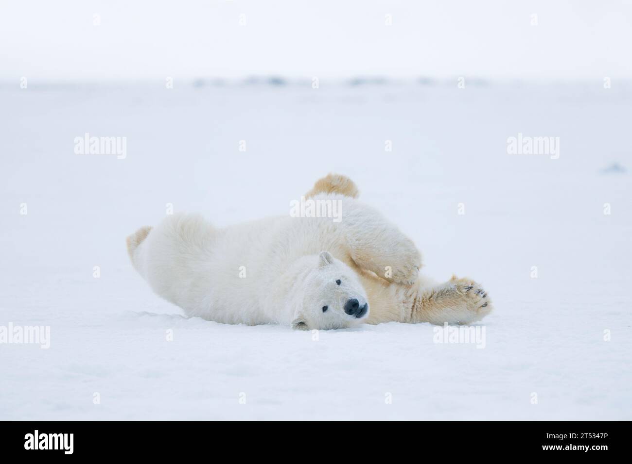 polar bear Ursus maritimus young bear rolls around newly formed pack ...