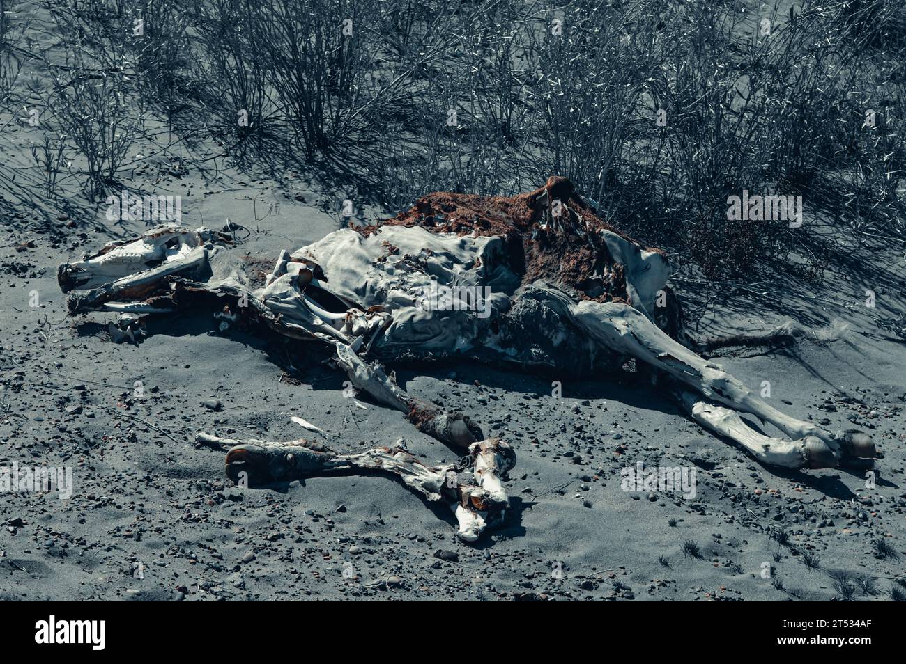 Cow skeleton hi-res stock photography and images - Alamy