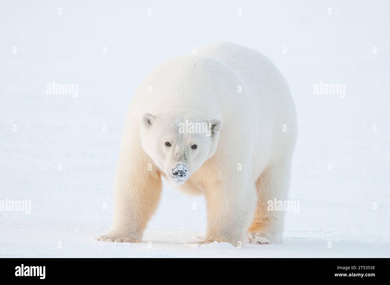 polar bear Ursus maritimus walks along the coast during fall freeze up ...