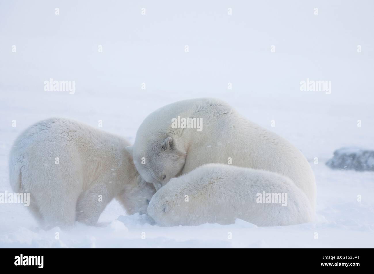 polar bears Ursus maritimus sow with a pair of spring cubs rest on ...