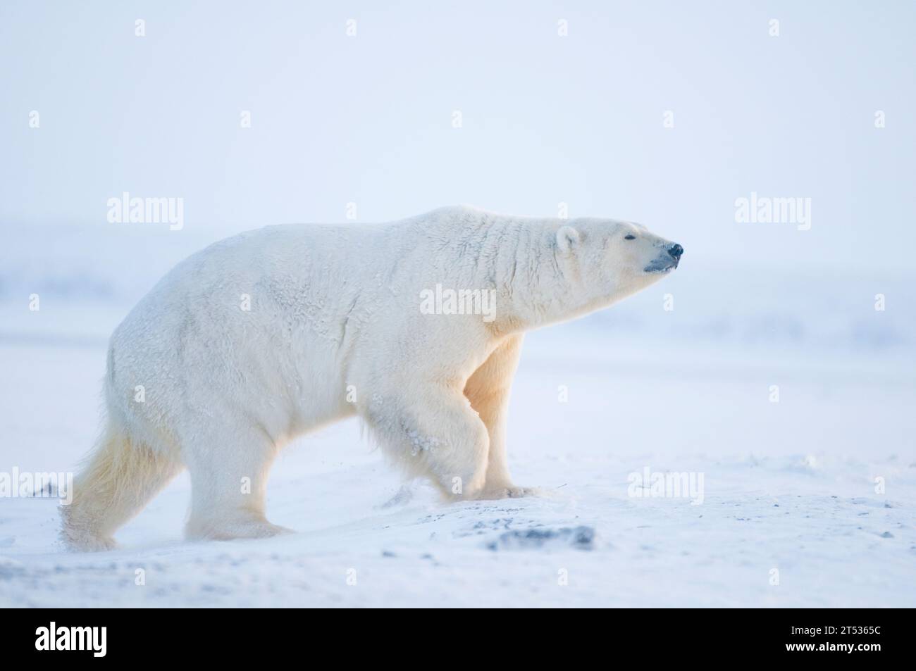 polar bear Ursus maritimus large boar walks along the coast during fall ...