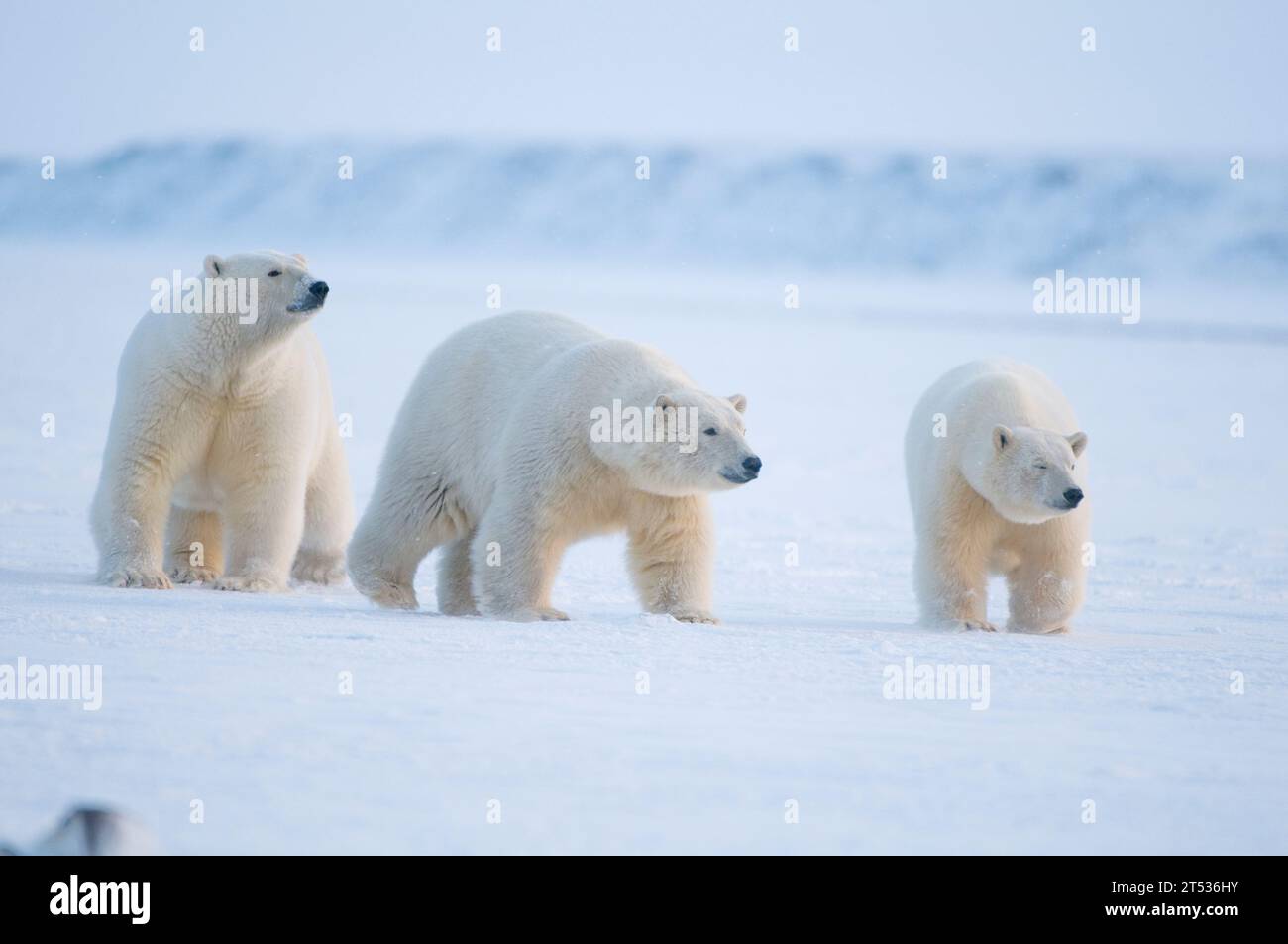 polar bears Ursus maritimus sow with two 3-year-old cubs travel over ...
