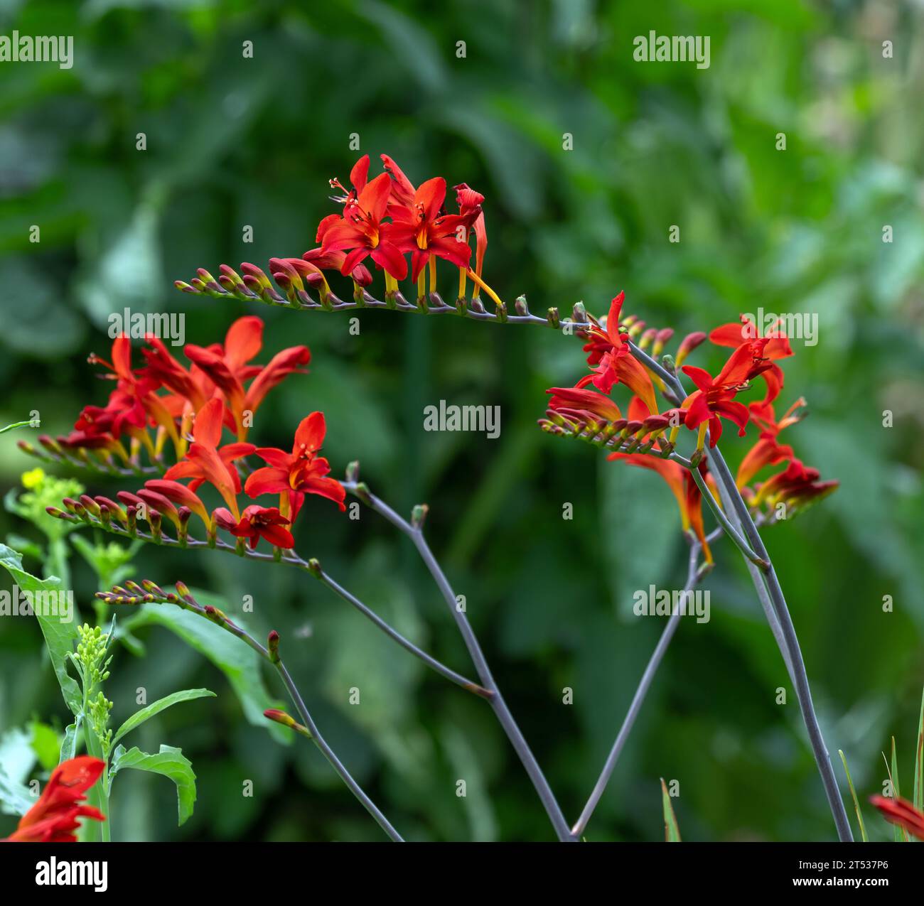 Crocosmia flowers on long stems growing in a Summer garden Stock Photo ...