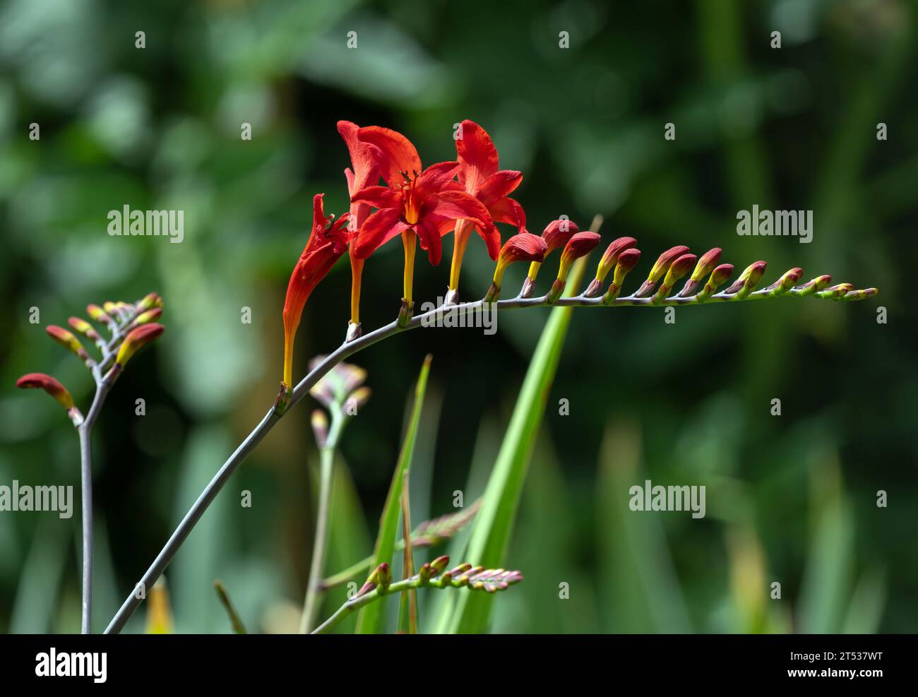 A Crocosmia flower stem with open flowers and buds in a beautiful shade ...
