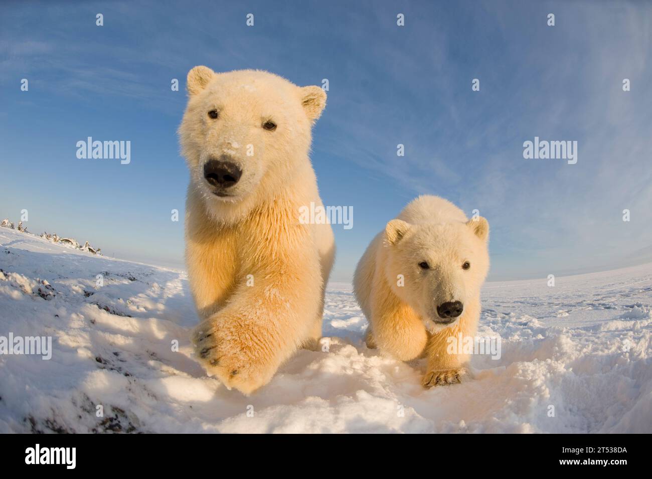 polar bears Ursus maritimus wide angle view of a curious spring cubs ...