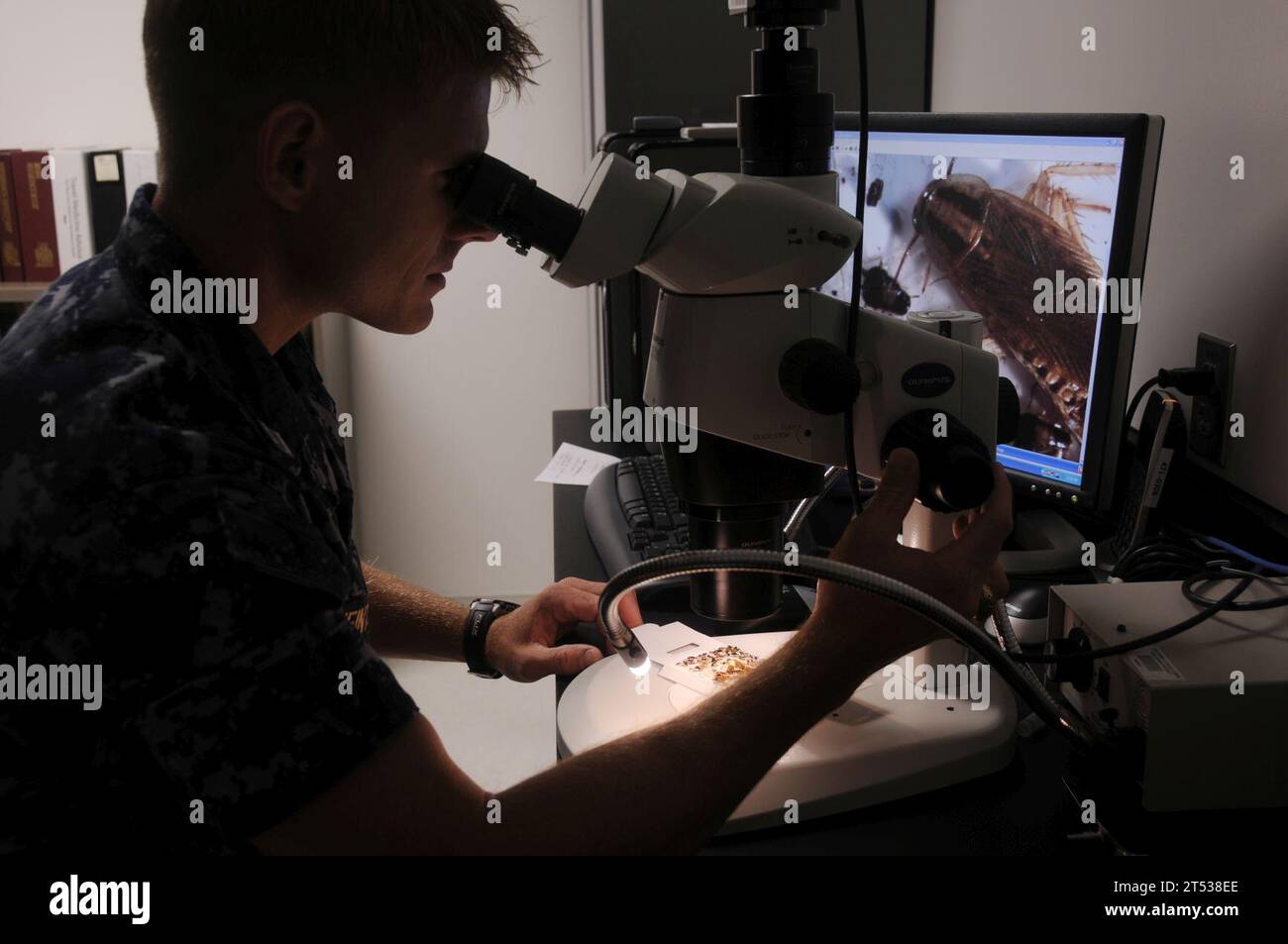 biology, bugs, Entomology, environment, environmental, Insects, navy ...