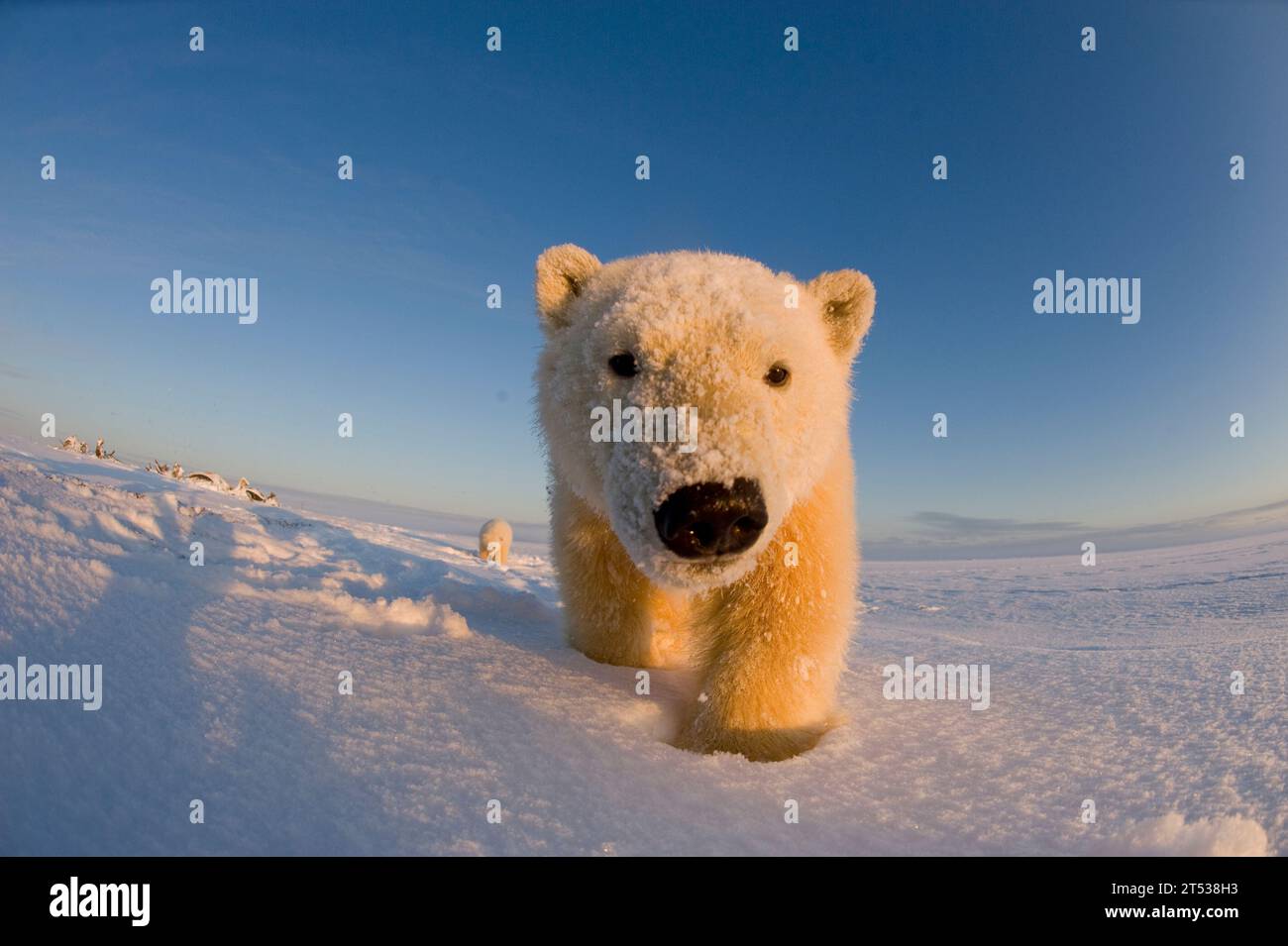 polar bear Ursus maritimus wide angle view of a curious spring cub ...