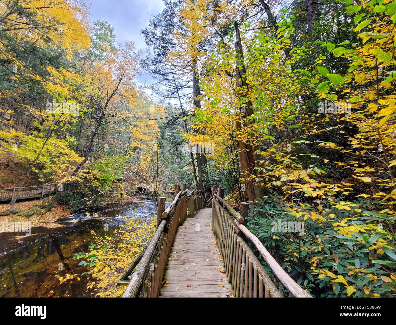 The view of the wooden walking trail surrounded by stunning fall ...