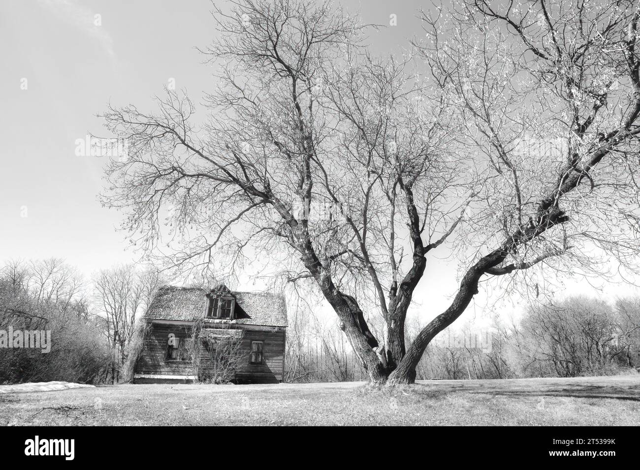 A two story deserted wooden home with paint long faded with a huge tree ...