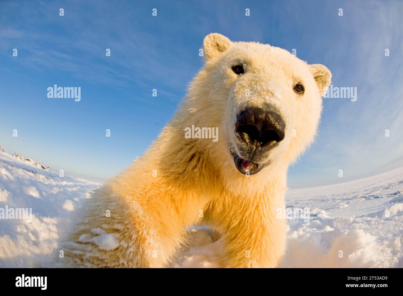 polar bear Ursus maritimus wide angle view of a curious spring cub ...