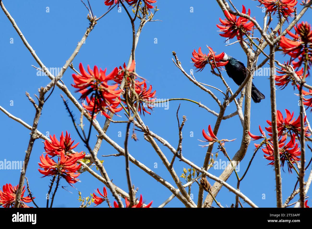 Tui the native bird to New Zealand feeding on New Zealand’s Coral tree ...