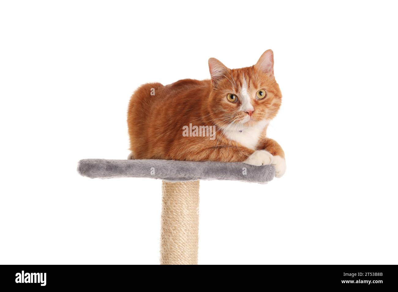 Cute cat on scratching post against white background Stock Photo - Alamy