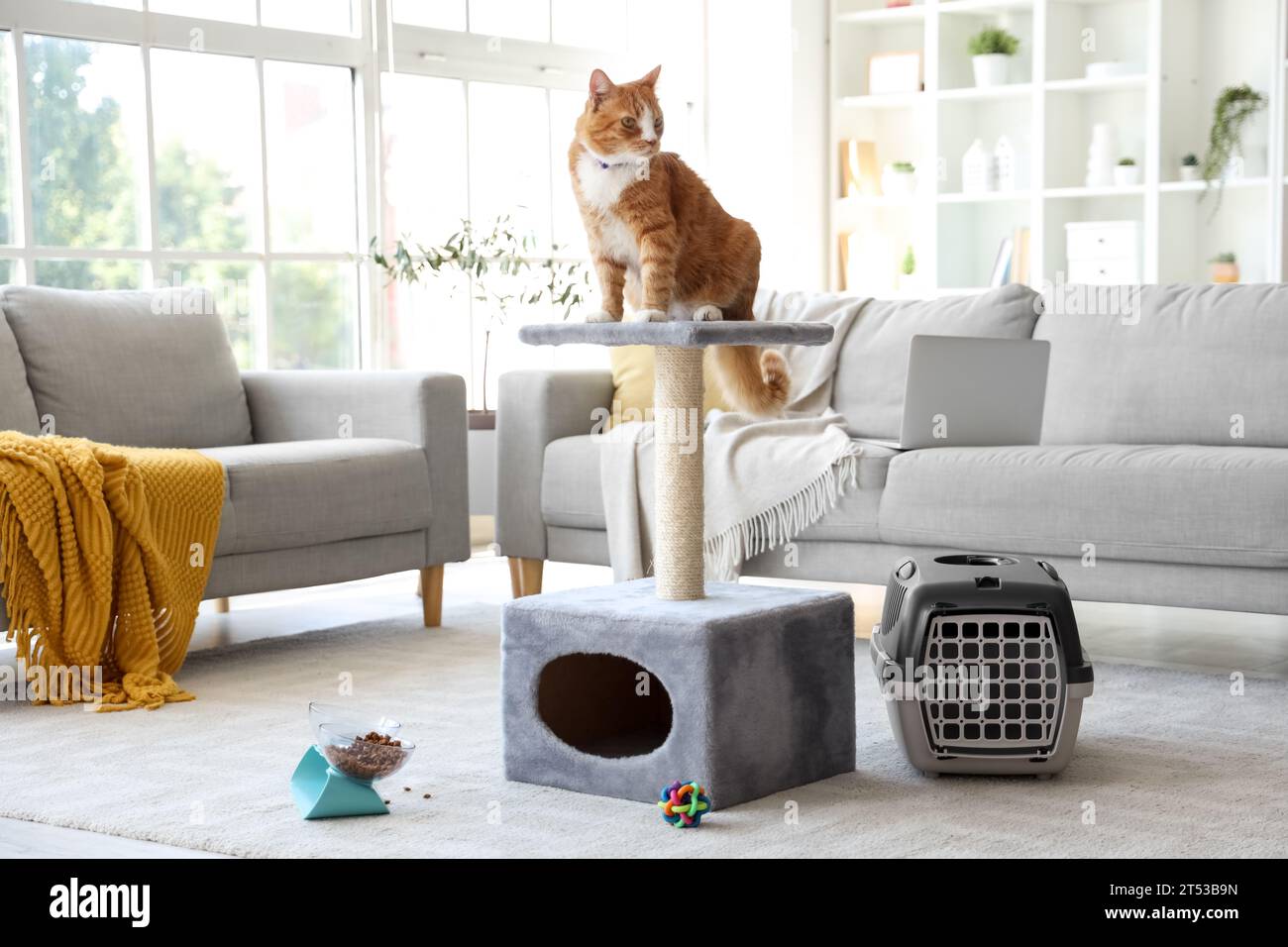 Cute cat on scratching post at home Stock Photo - Alamy