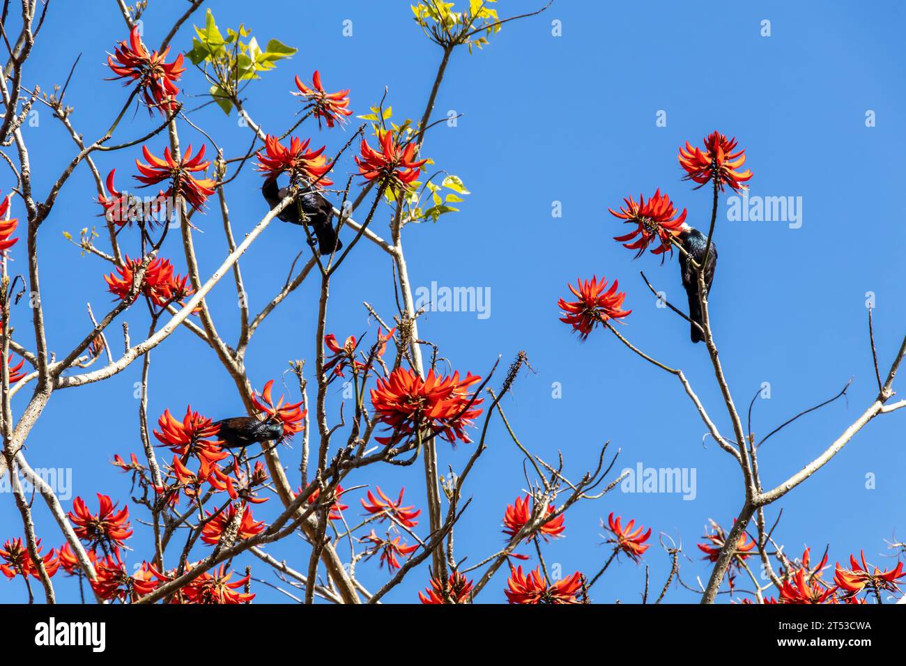 Tui the native bird to New Zealand feeding on New Zealand’s Coral tree ...