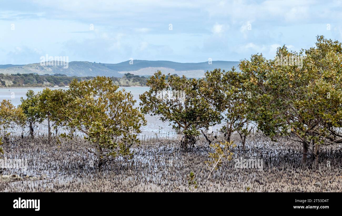 New zealand mangrove hi-res stock photography and images - Alamy