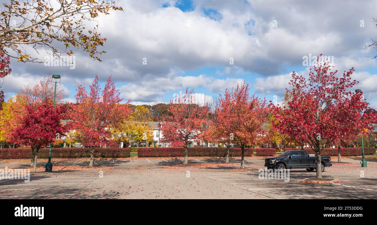 A parking lot in the Waterfront Shopping Complex with trees showing ...