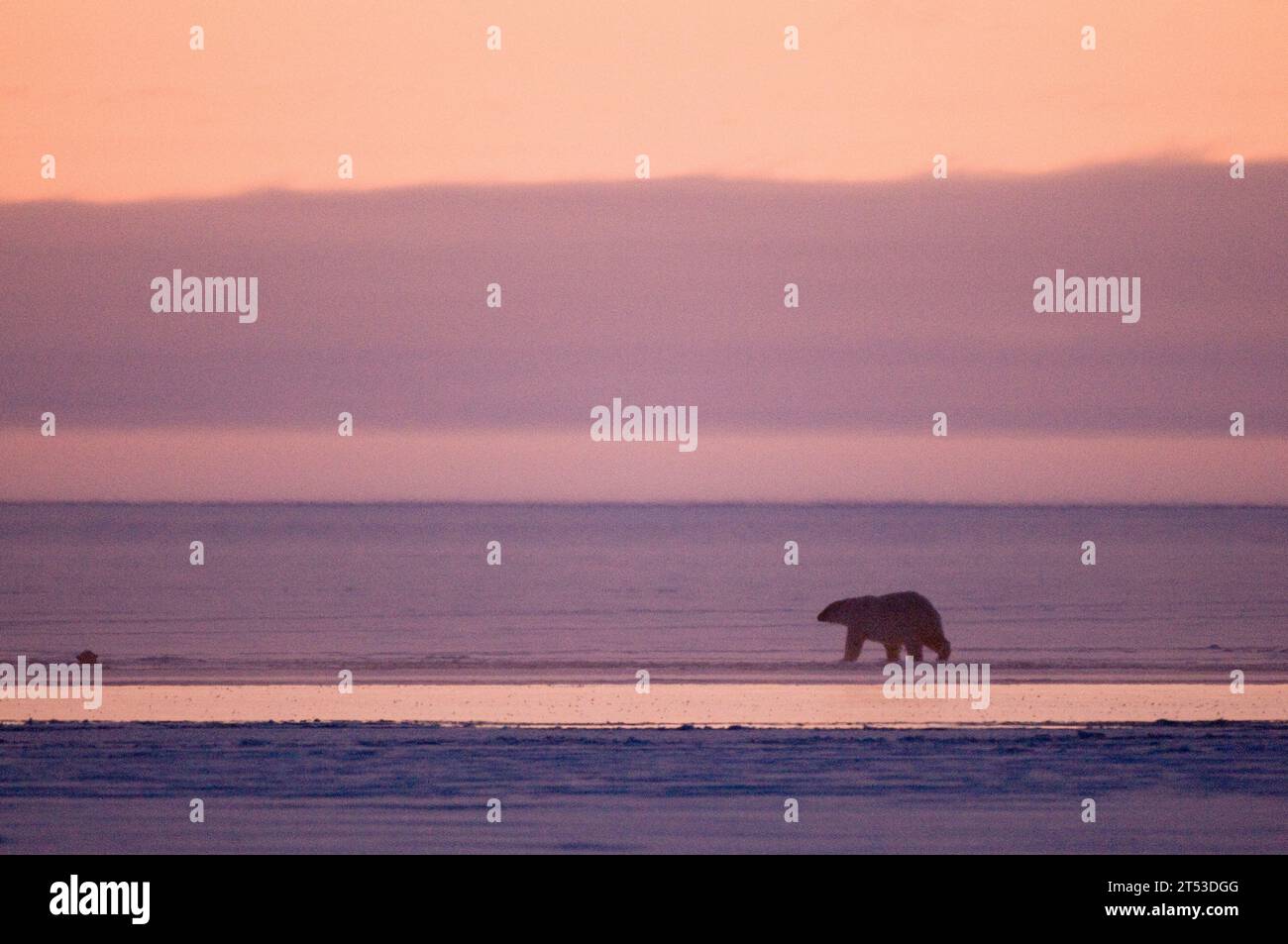 polar bear Ursus maritimus older sow walks lagoon ice edge while she ...