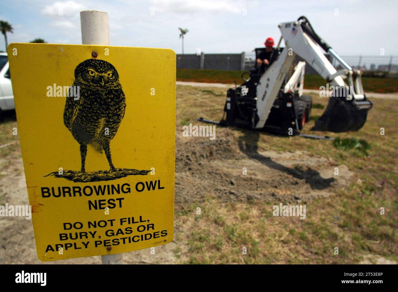 Burrowing Owls, Calif., man-made burrows as nests, Naval Air Station ...