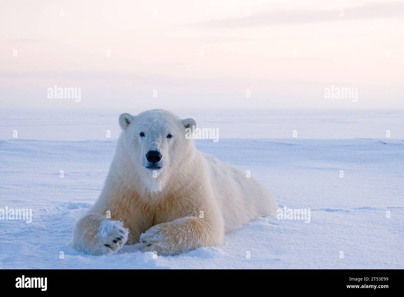 polar bear Ursus maritimus young bear rests on newly formed pack ice ...