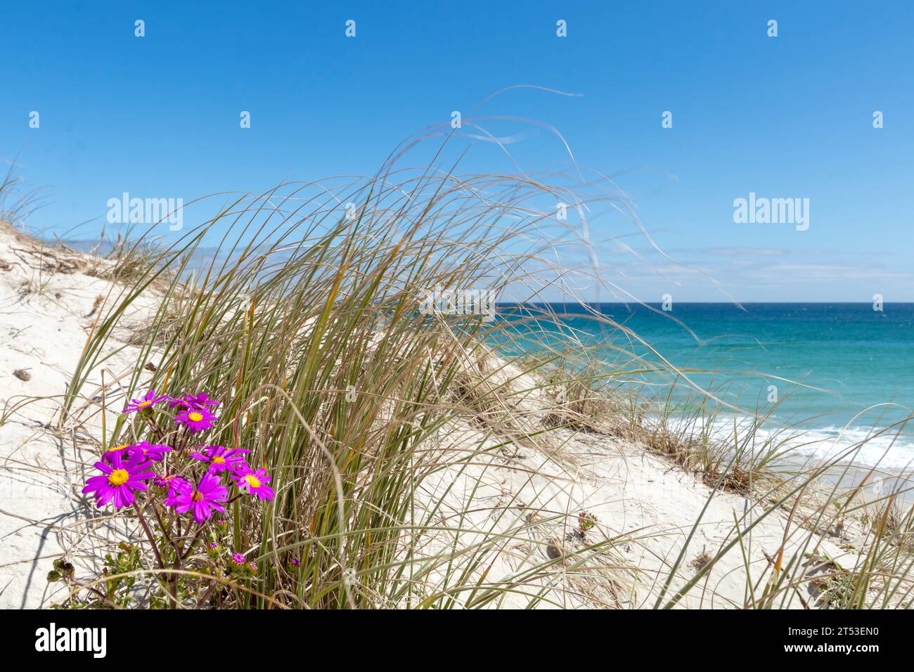 Purple Wildflowers by the Azure Shore: Serene Beachfront with Copyspace ...