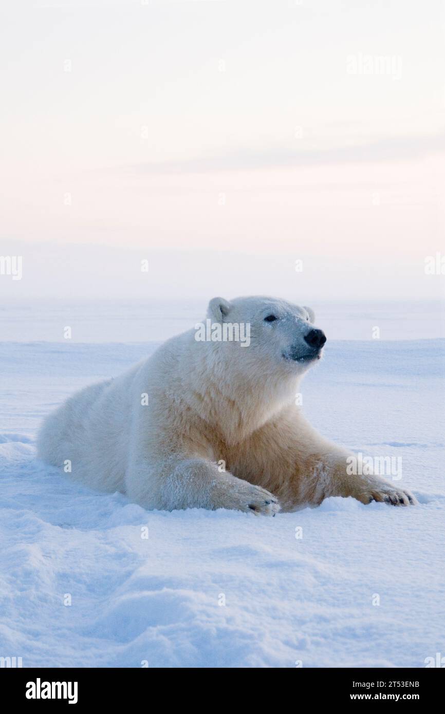 polar bear Ursus maritimus young bear rests on newly formed pack ice ...