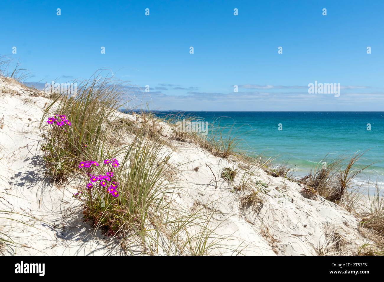 Purple Wildflowers by the Azure Shore: Serene Beachfront with Copyspace ...