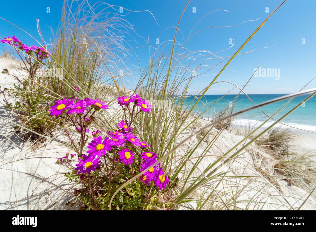 Purple Wildflowers by the Azure Shore: Serene Beachfront with Copyspace ...