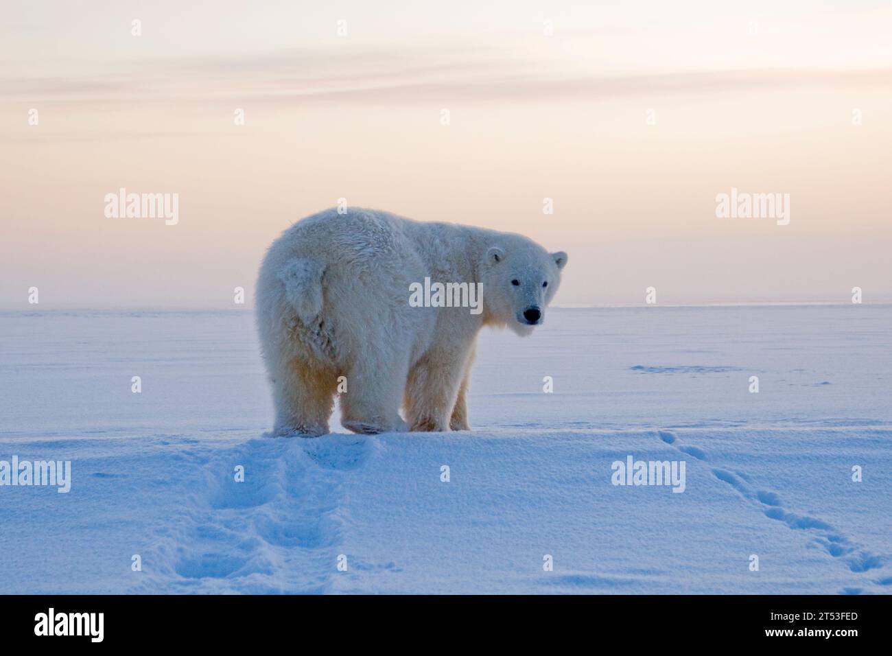 polar bear Ursus maritimus young bear walks away and turns on newly ...