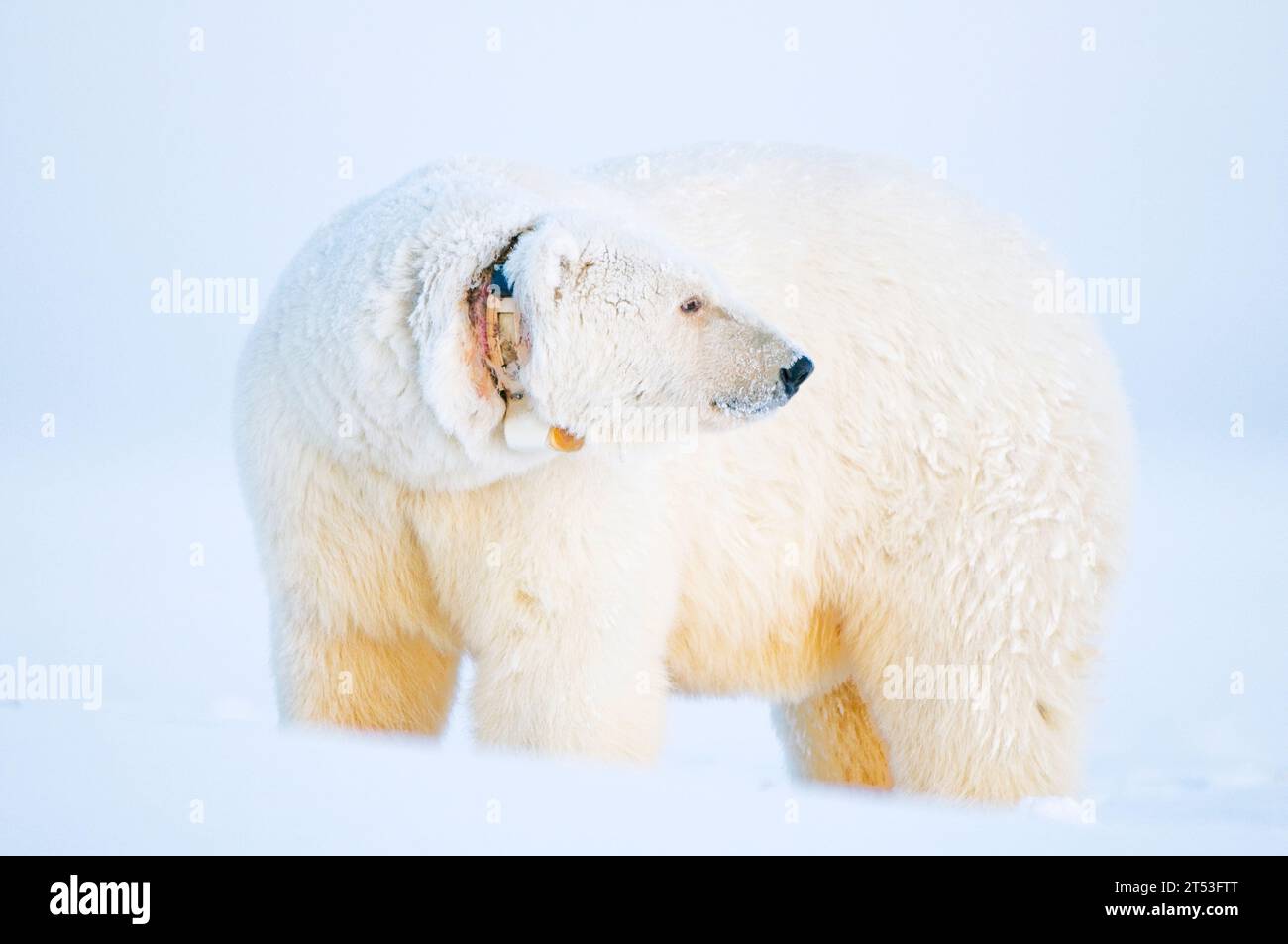 polar bear Ursus maritimus profile of a tightly collared sow walking on ...