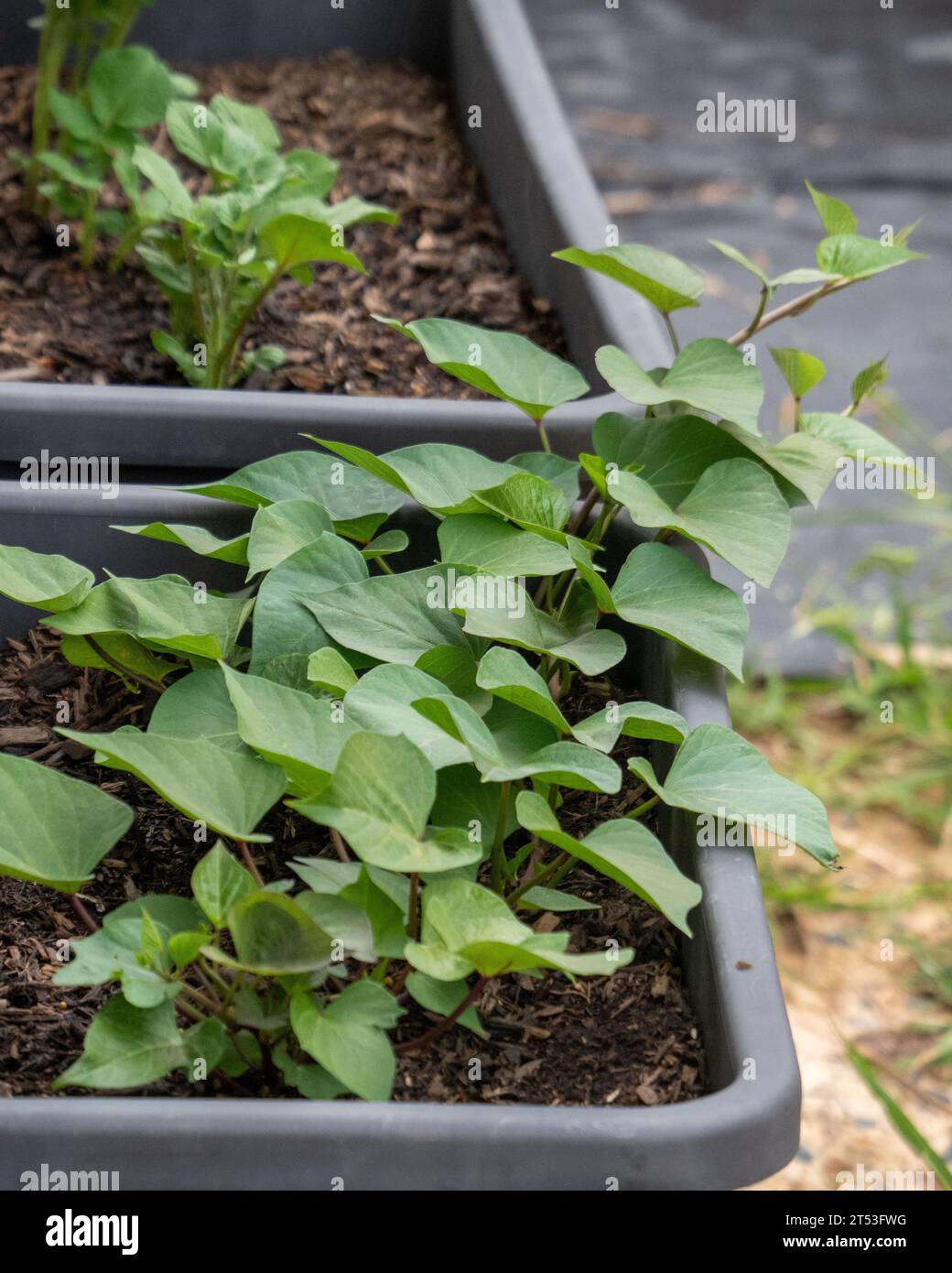 Growing sweet potato and potatoes growing in pots Stock Photo - Alamy