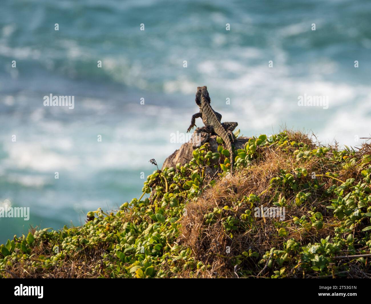 Water Dragon, Australian Lizard, running up onto a rock the headland ...