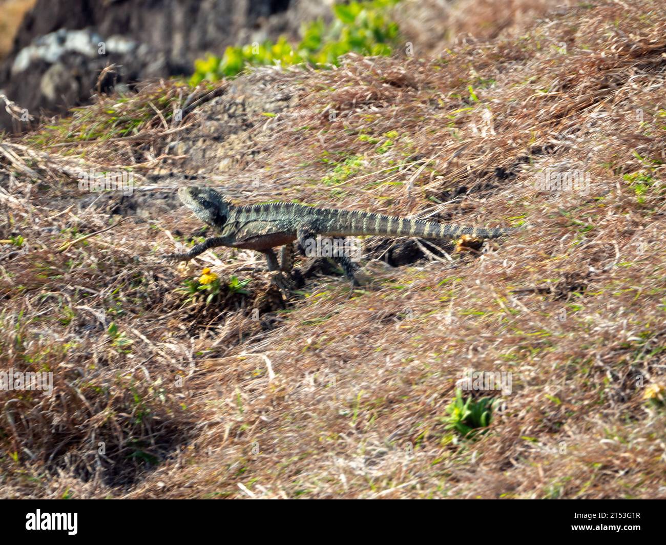 Eastern water dragon sunbathing hi-res stock photography and images - Alamy