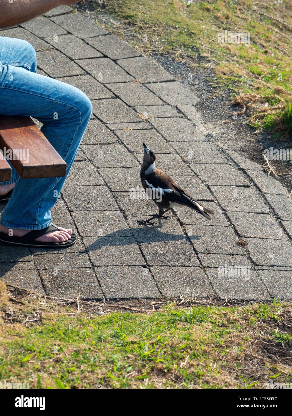 A Magpie begging for food, looking up at a person who is sitting Stock ...