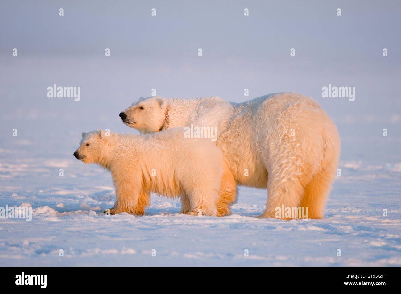 polar bears Ursus maritimus collared sow with 2-year-old cub on newly ...