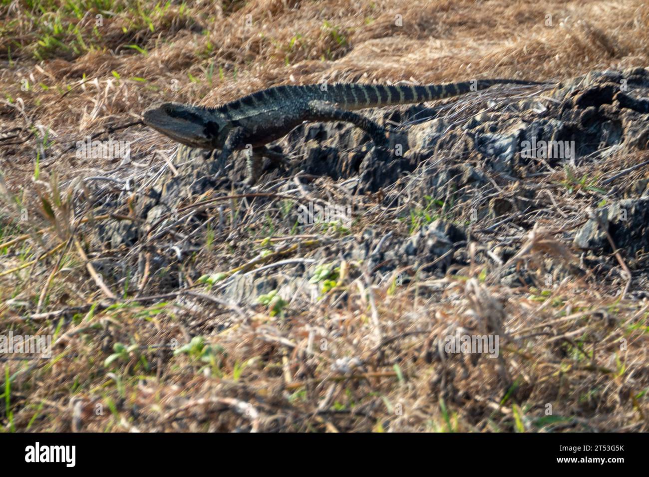 Water Dragon, Australian Lizard, running along the headland Stock Photo ...