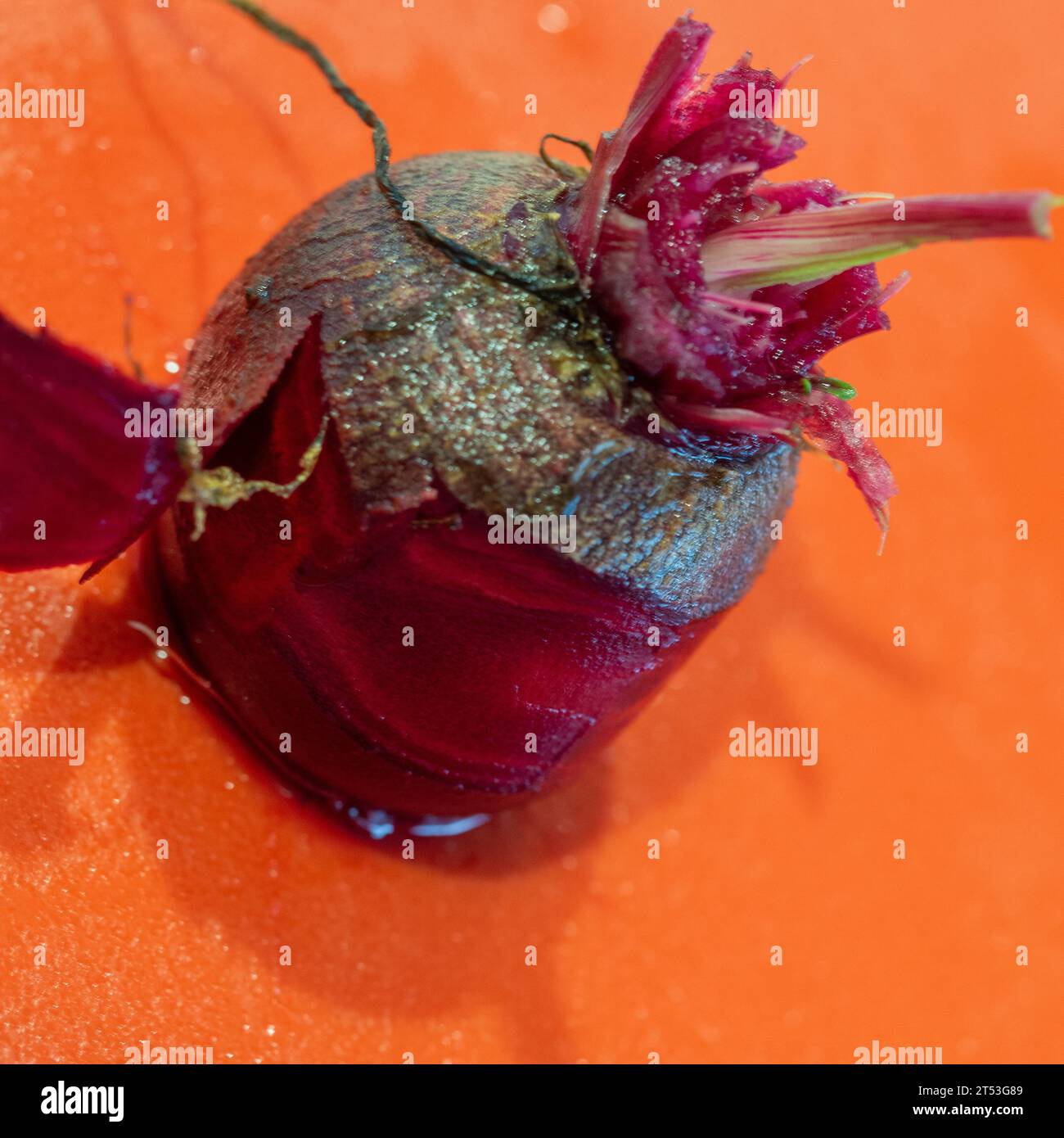 Beetroot vegetable being peeled on an orange chopping board, red purple ...
