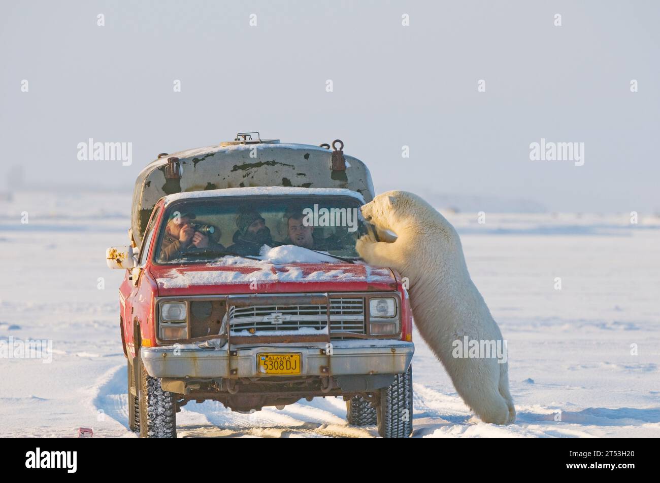 Young polar bear Ursus maritimus investigates a few people in a pick up ...